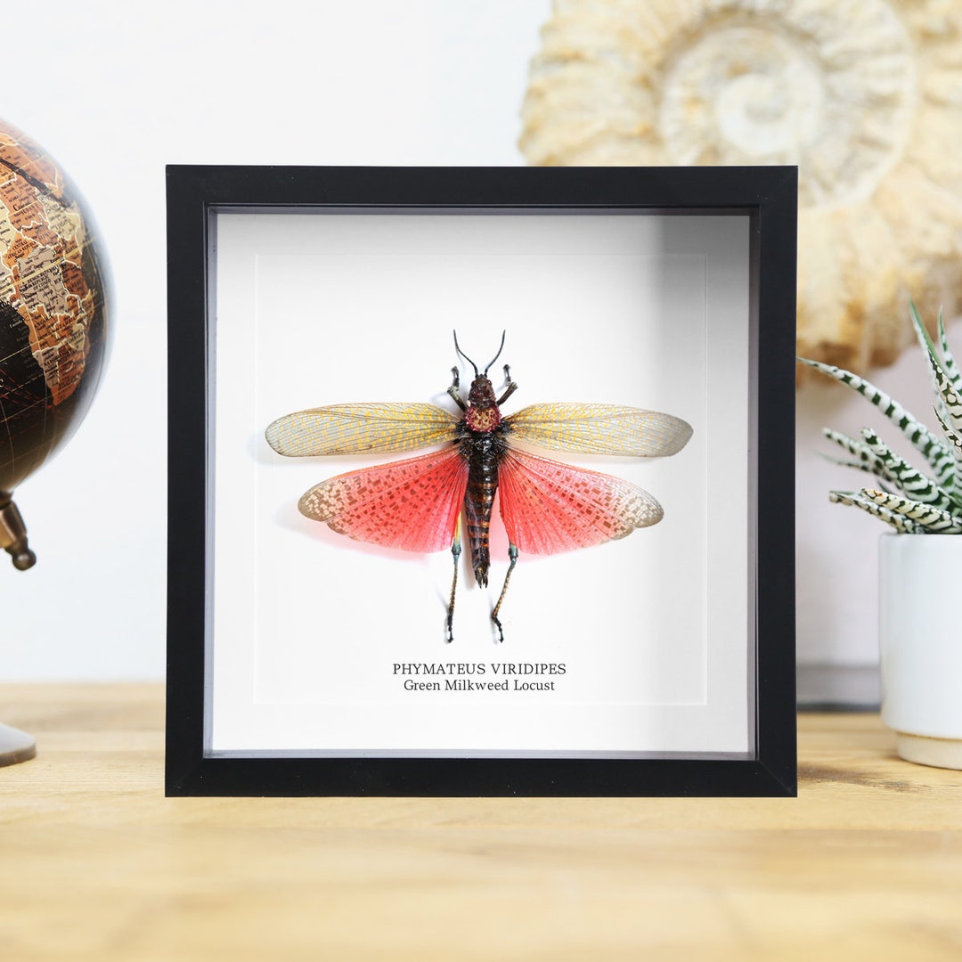 Green Milkweed Locust phymateus Viridipes Handcrafted Entomology Frame ...
