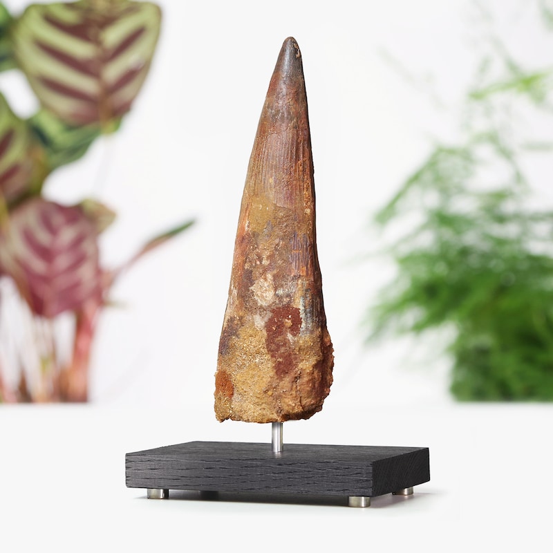 Spinosaurus Tooth Stand - Etsy