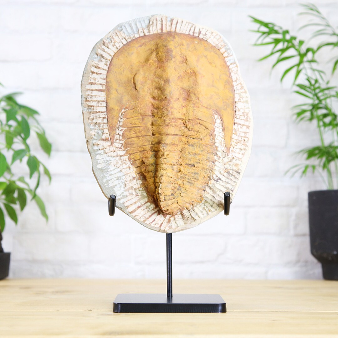 Trilobite Fossil Bespoke Steel Stand Real Authentic Dinosaur Fossil ...