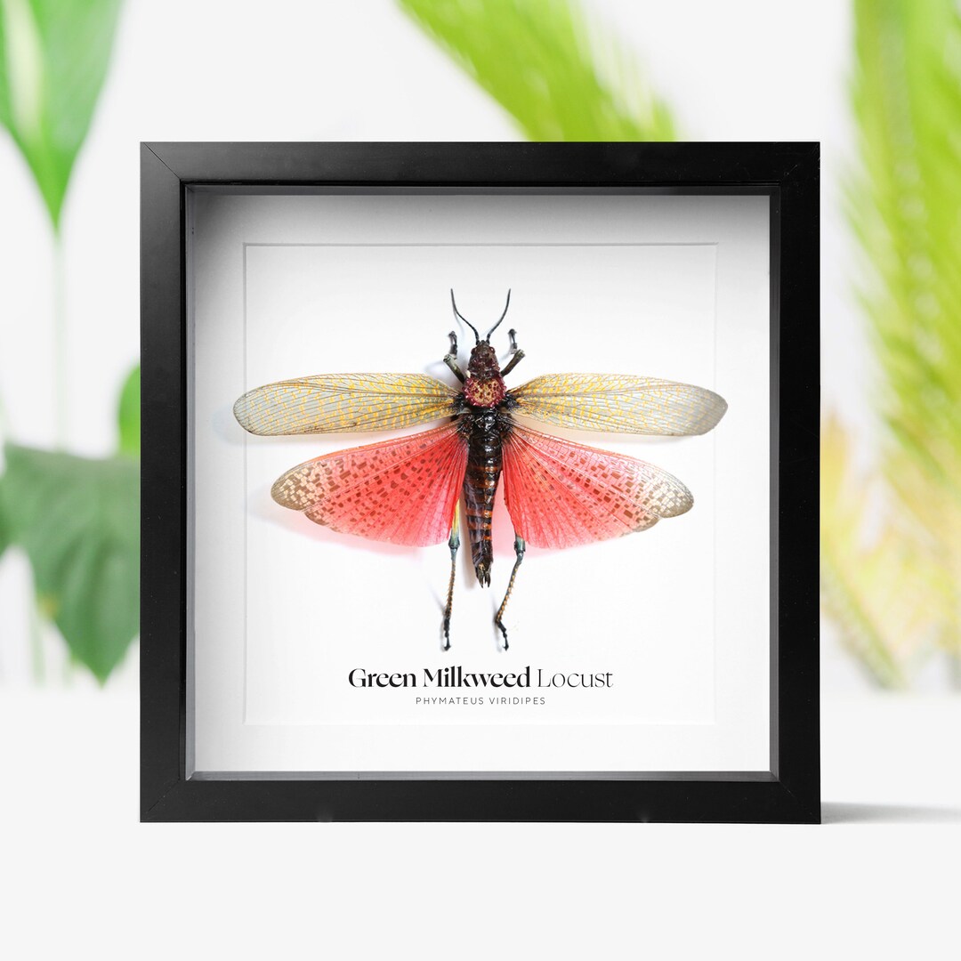 Green Milkweed Locust Insect Bug Entomology Taxidermy Museum Quality ...