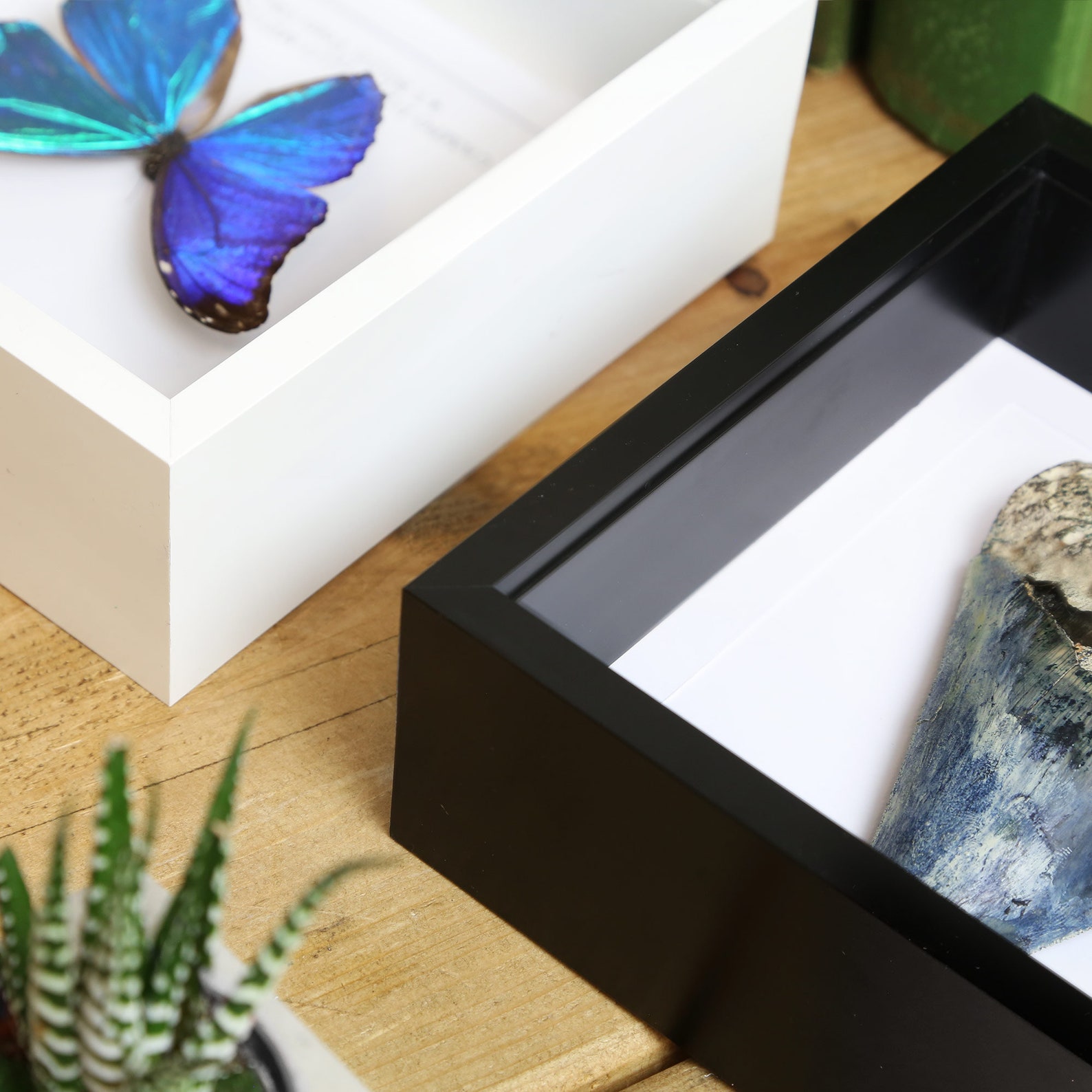 Jewel Beetle Collection Box Frame Entomology Taxidermy Insects Bug ...