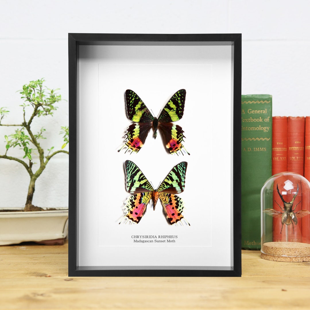 Madagascan Sunset Moth Collection Insect Bug Butterfly Entomology ...