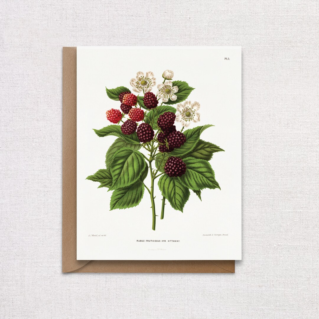 Vintage Raspberry Floral Greeting Card. Flower Card. - Etsy