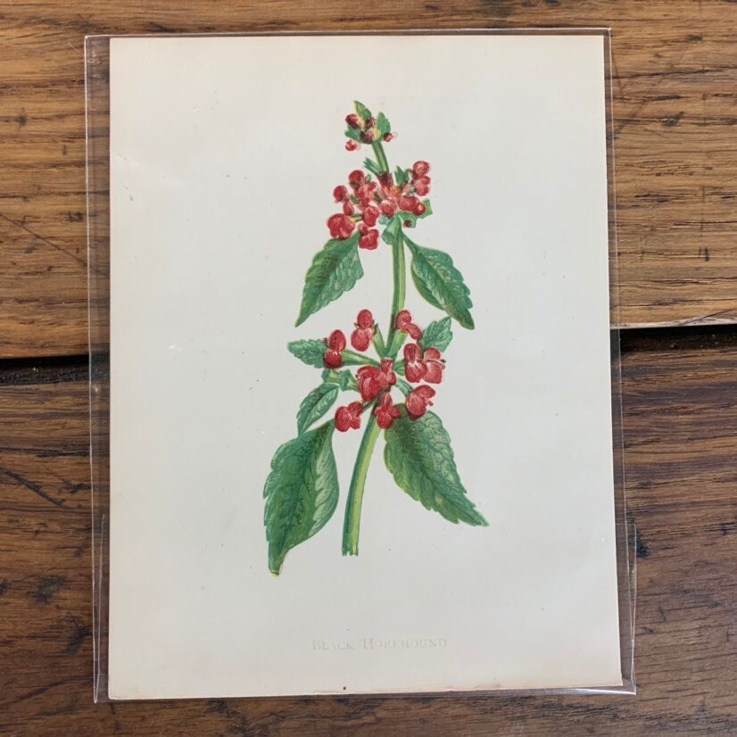 Victorian Botanical Prints - Etsy