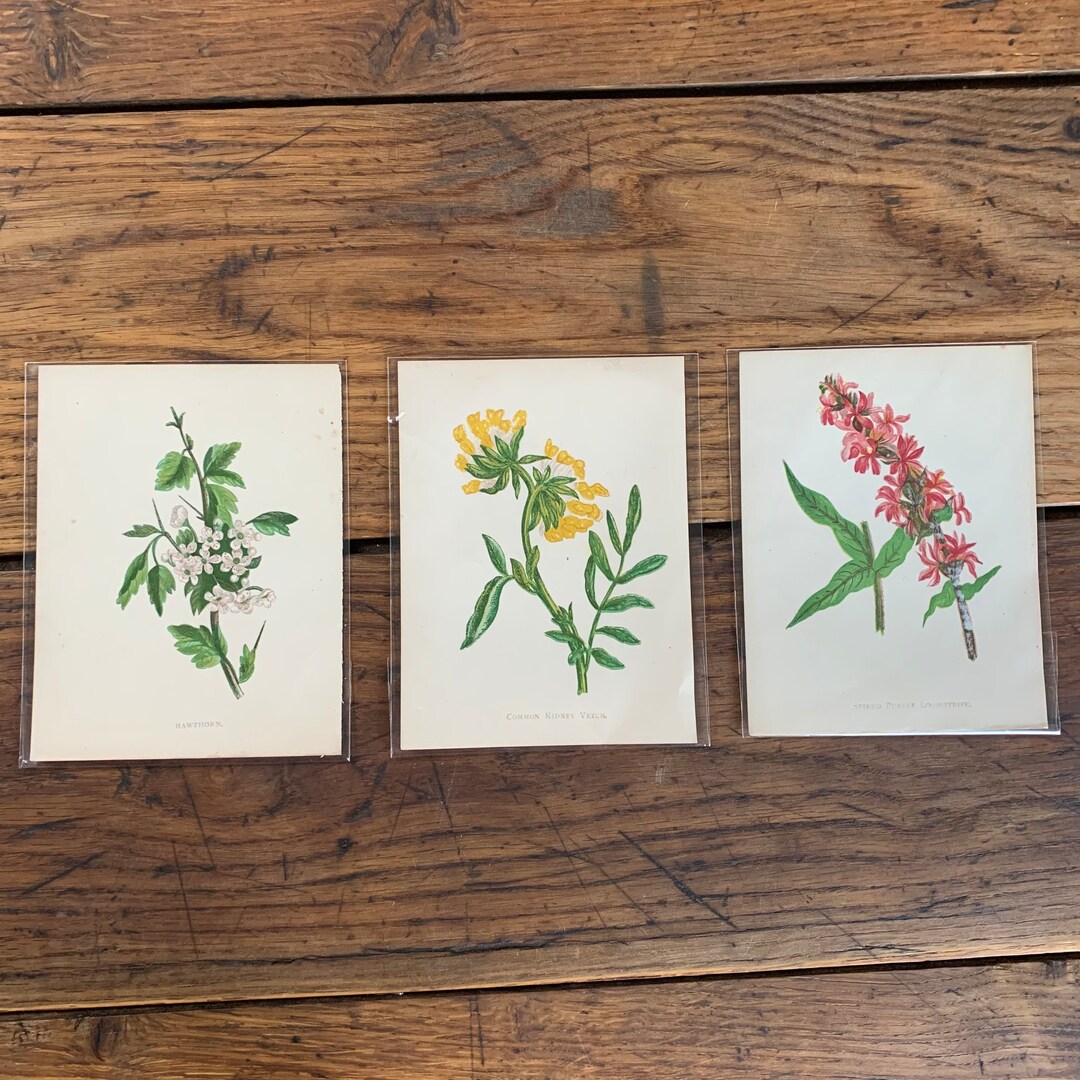 Victorian Botanical Prints - Etsy