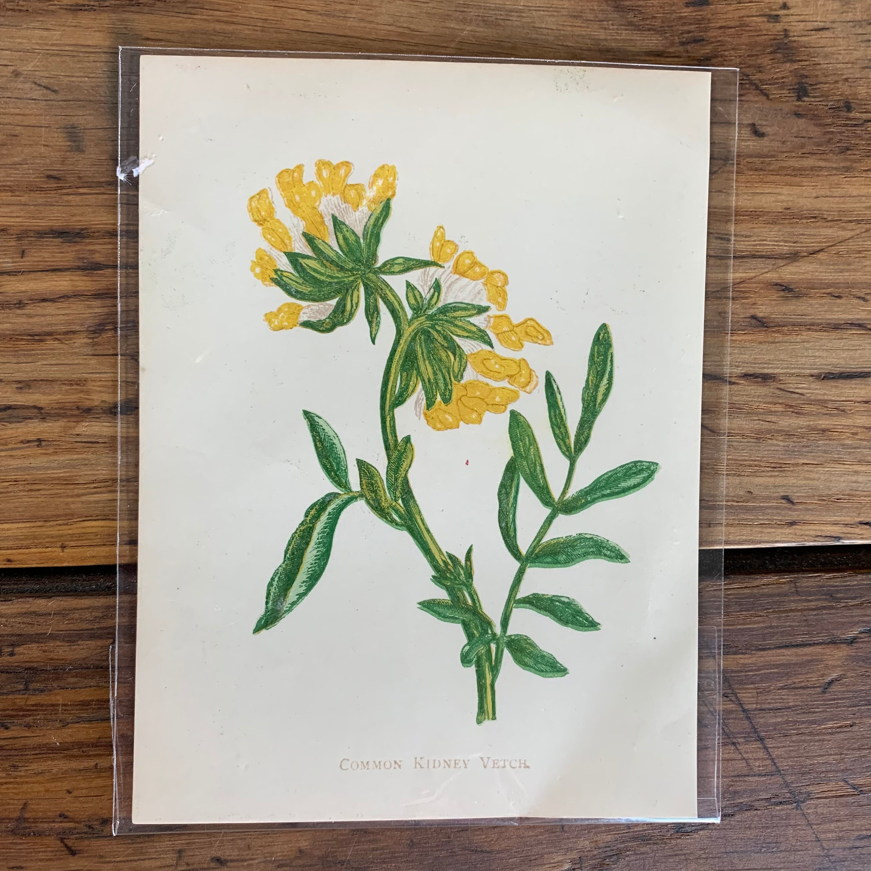 Victorian Botanical Prints - Etsy