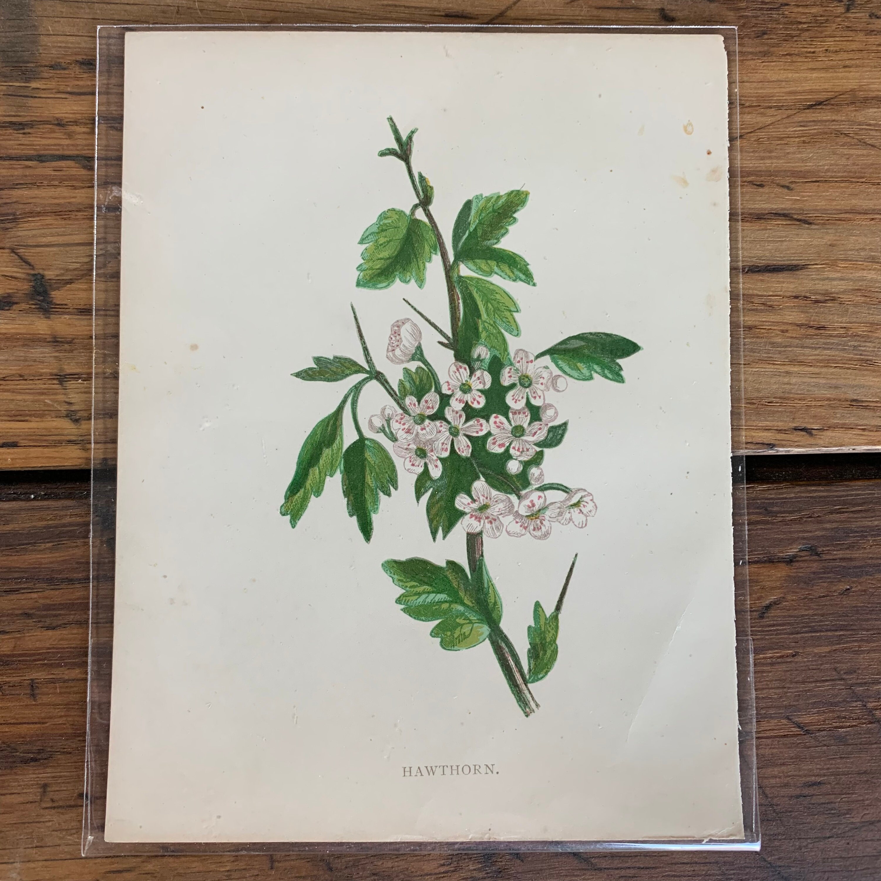 Victorian Botanical Prints - Etsy