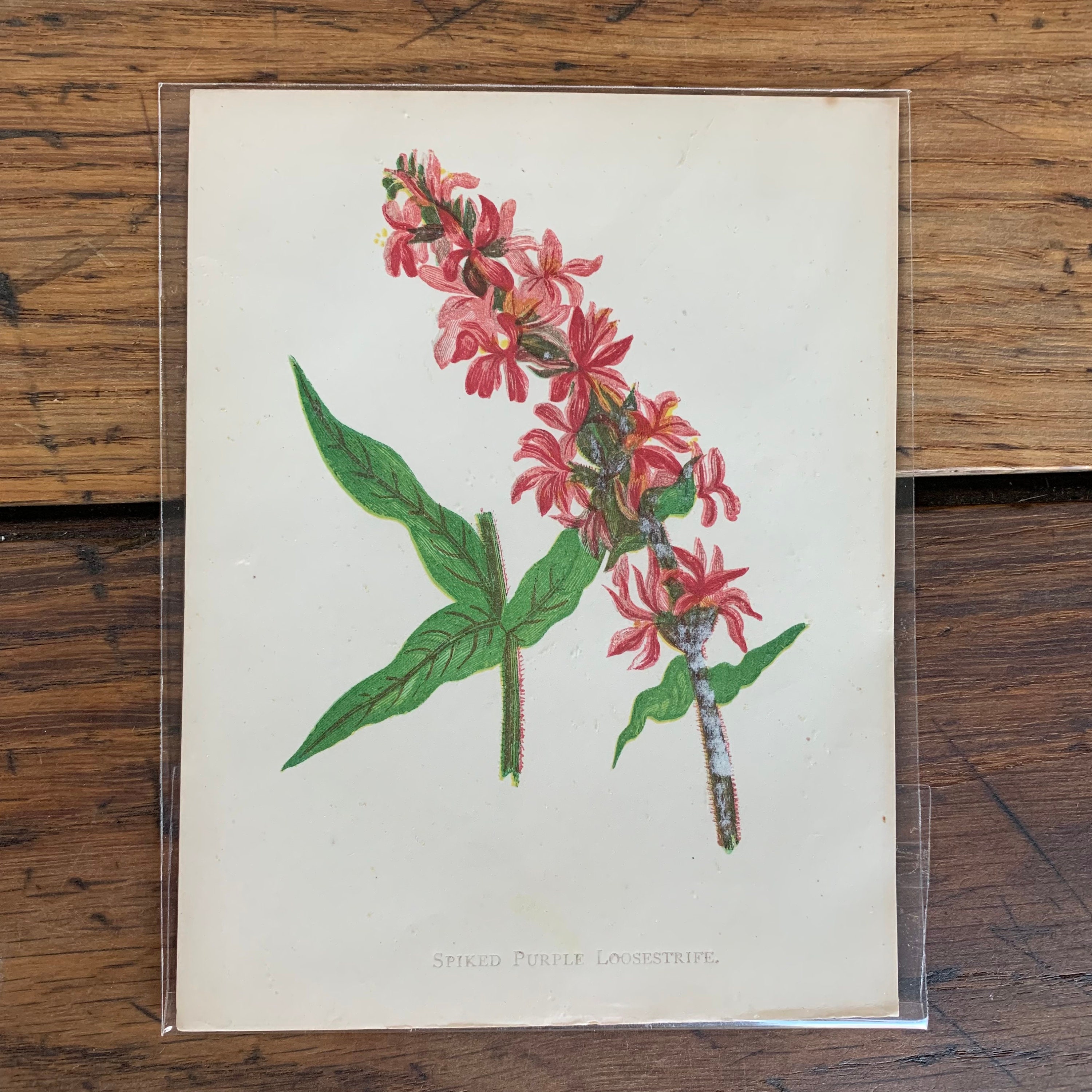 Victorian Botanical Prints - Etsy