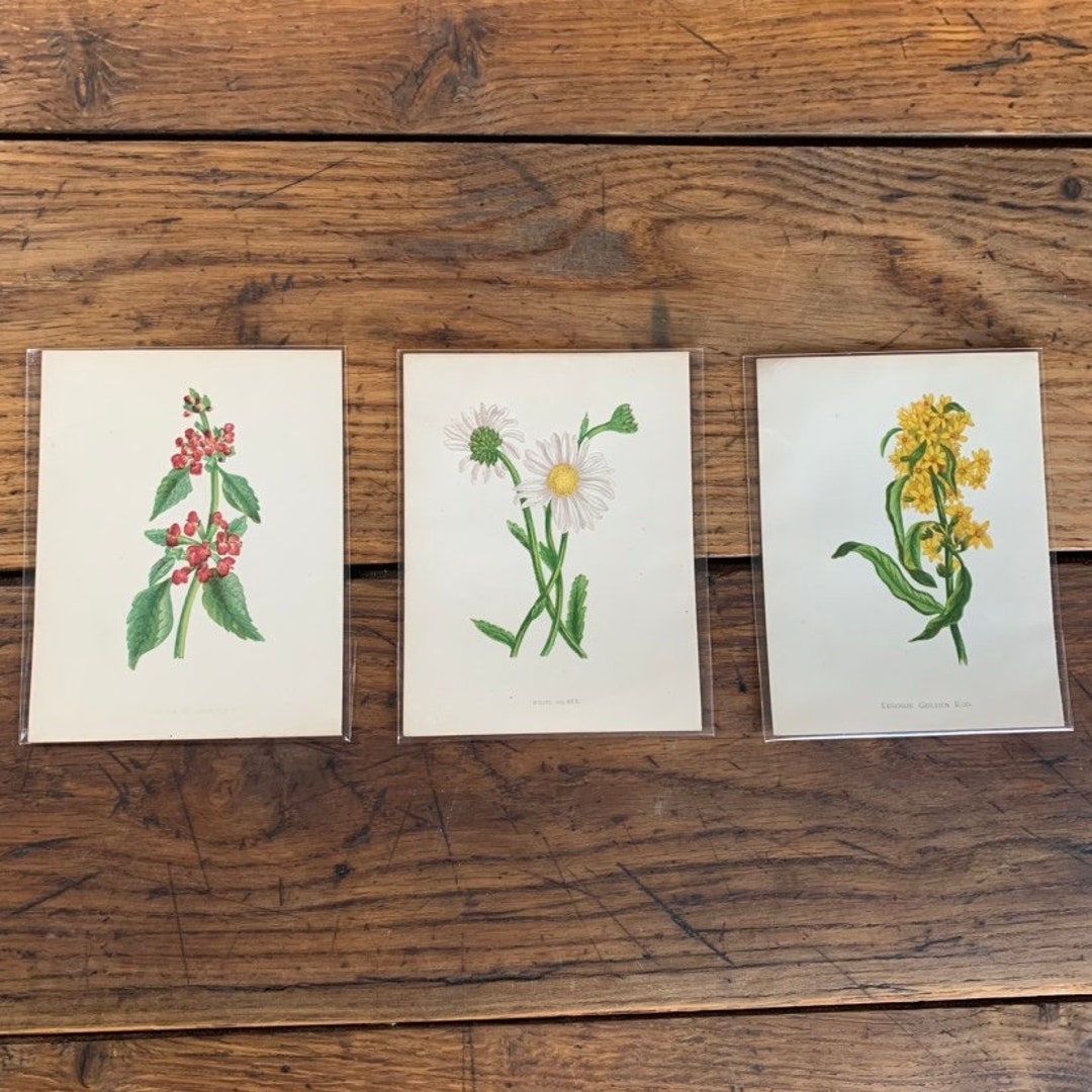 Victorian Botanical Prints - Etsy