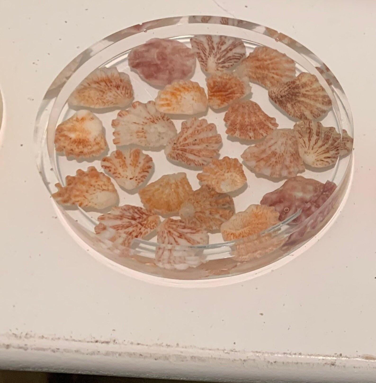 Coaster Shell Round Resin Acrylic - Etsy