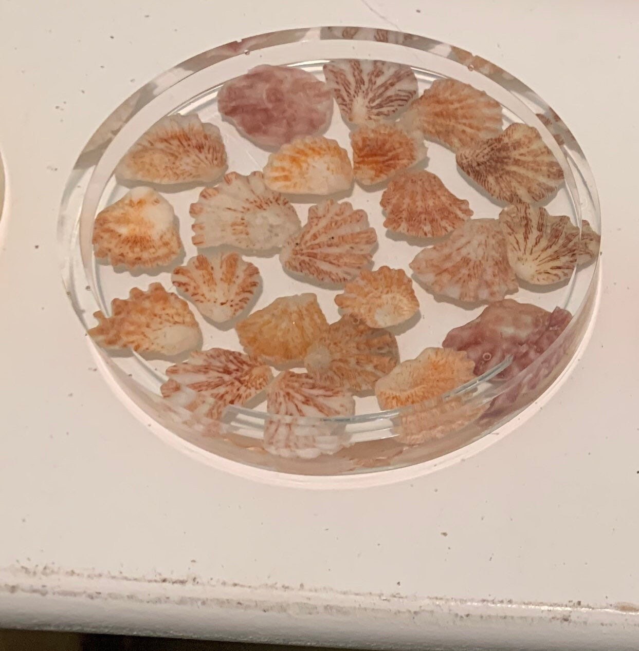 Coaster Shell Round Resin Acrylic - Etsy