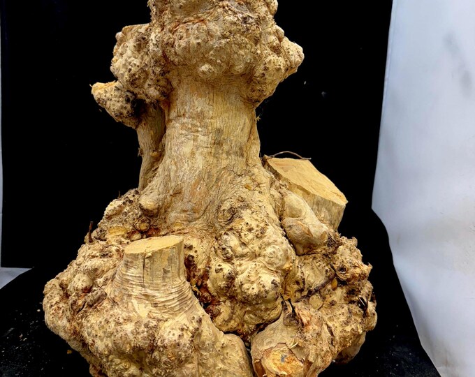 Vietnamese Coffee Burl, Wood Turning Burl, Turning Blanks, Exotic ...