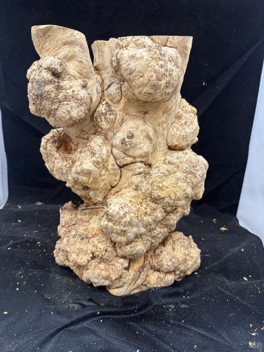 Vietnamese Coffee Burl, Wood Turning Burl, Turning Blanks, Exotic ...