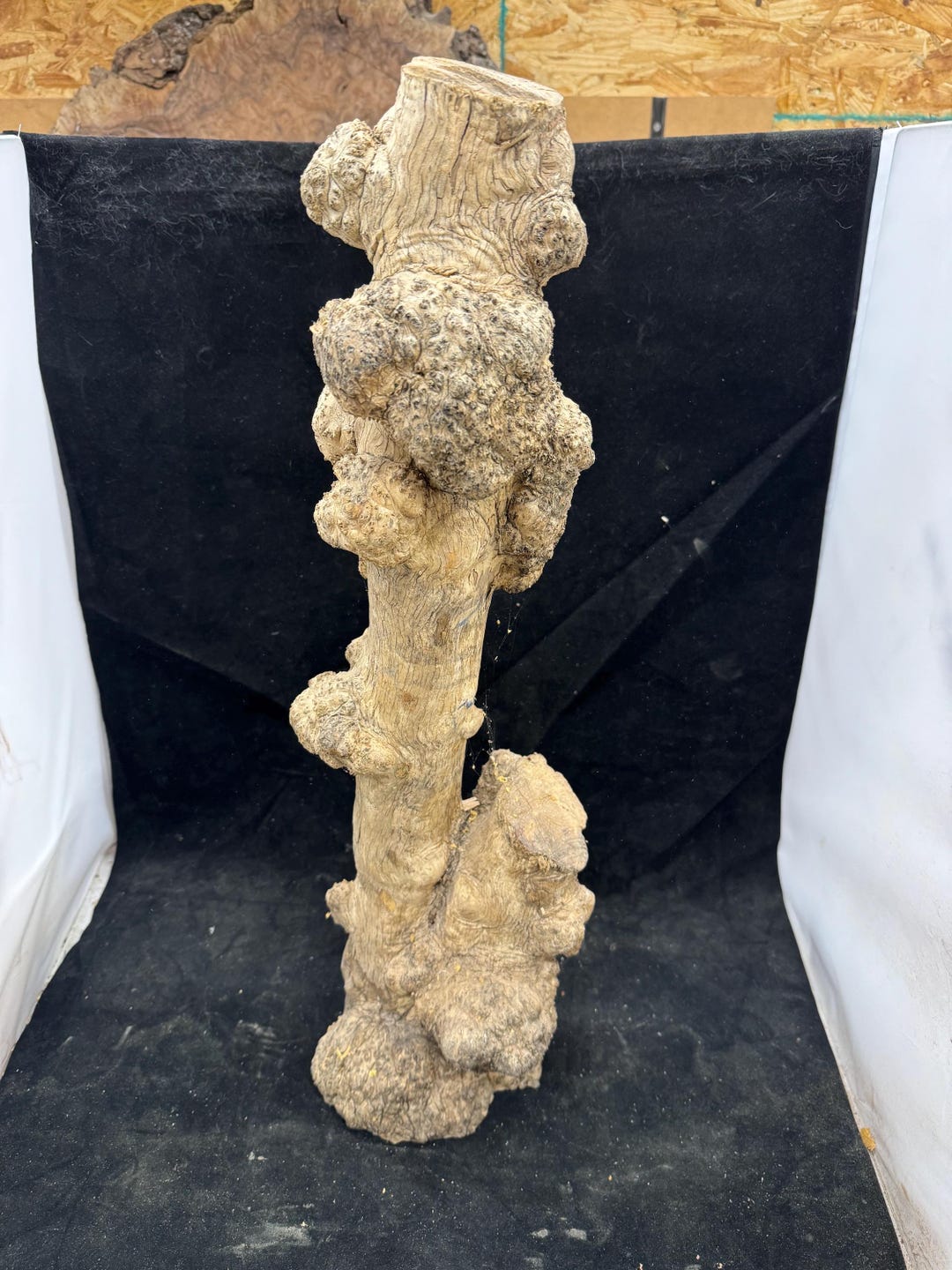 Vietnamese Coffee Burl, Wood Turning Burl, Turning Blanks, Exotic ...