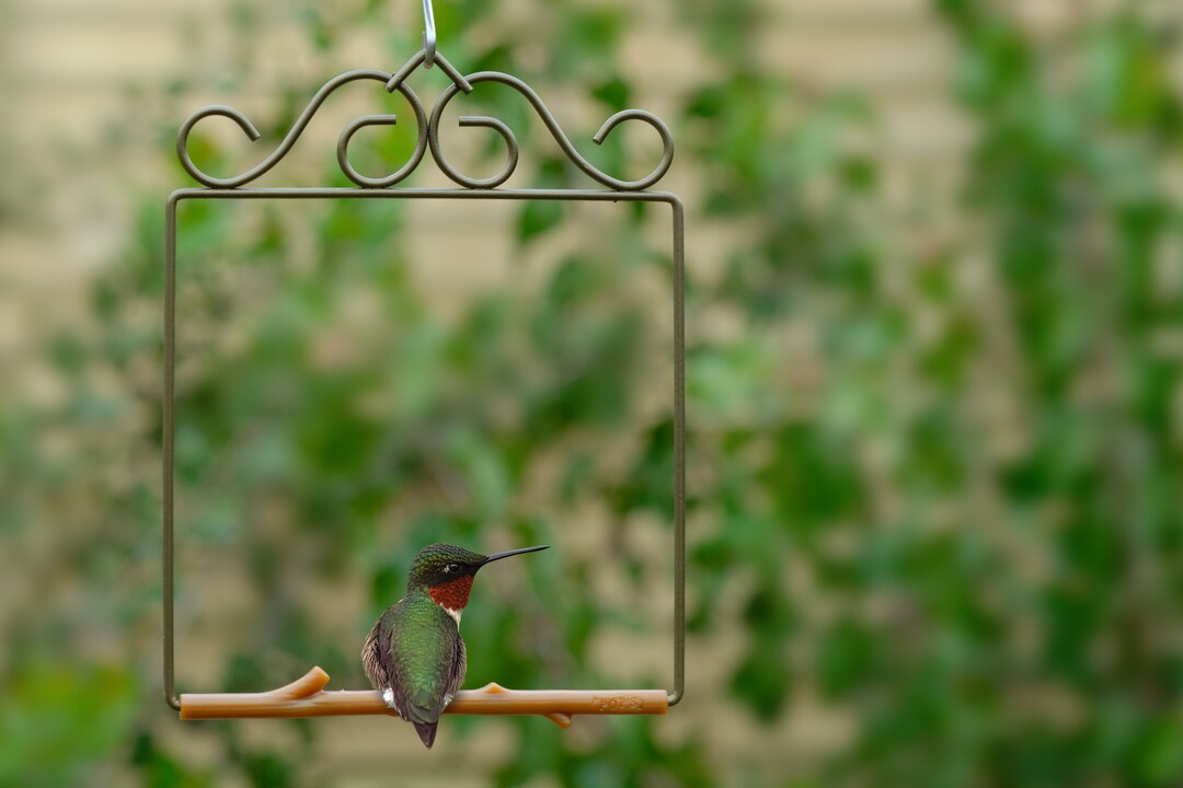 Pop's Birding Original Hummingbird Swing Bronze the - Etsy