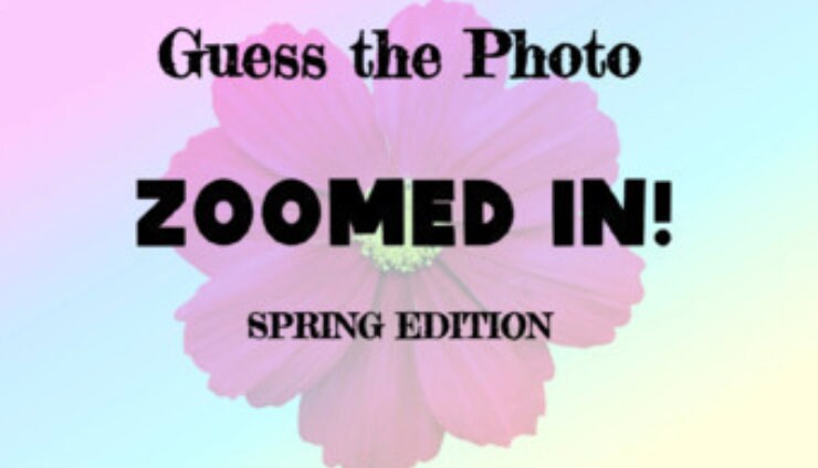 Guess the Zoomed in Picture Game: Spring Edition - Etsy