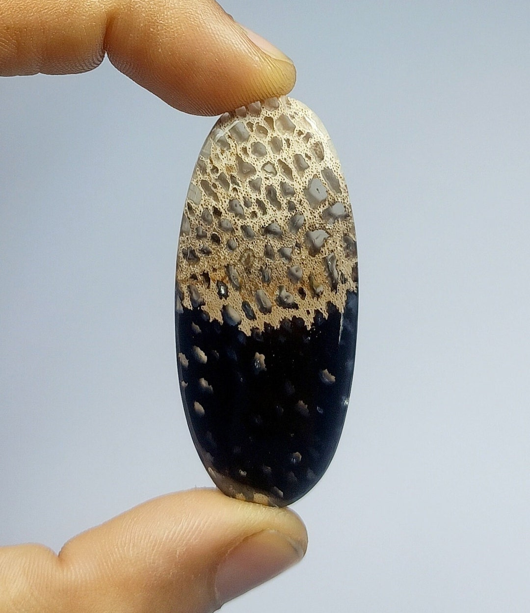 Rare Quality Palm Root Fossil Cabochon Top Grade Petrified Palm Root ...