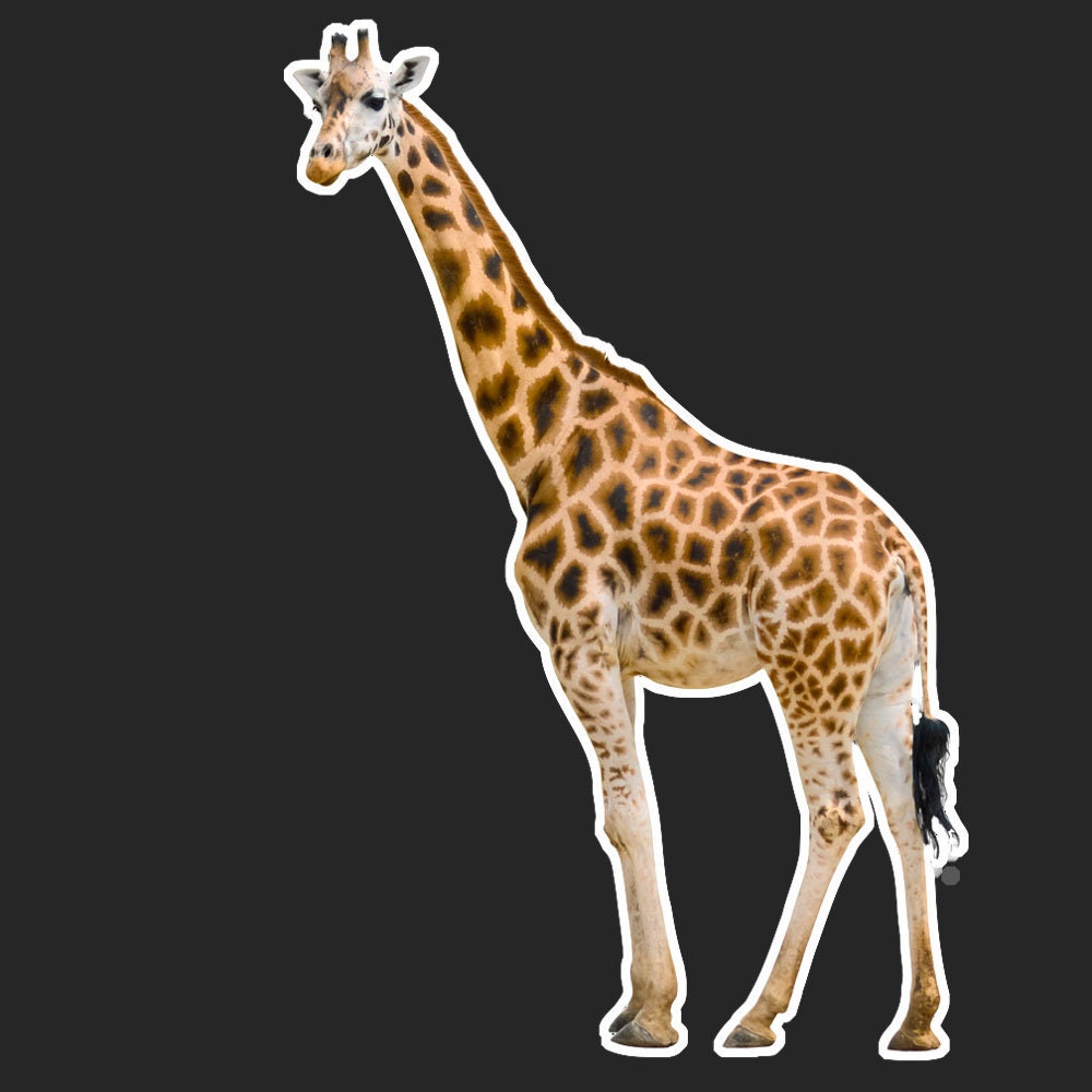 Giraffe Vinyl Sticker Full Color Multiple Sizes for - Etsy UK