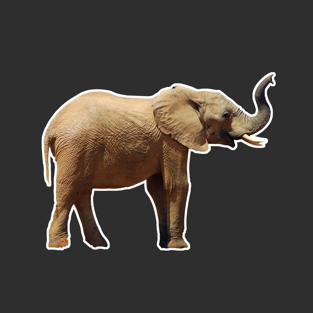 Elephant| Vinyl Sticker | Full Color | Multiple Sizes | for Windows ...