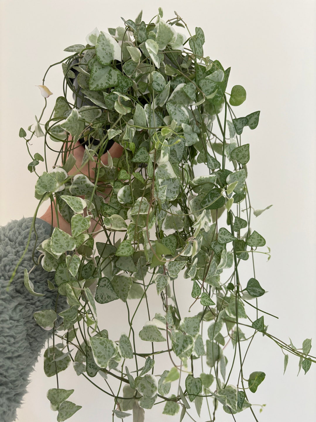 3x VARIEGATED String of Spades Cuttings "merel' (ceropegia Woodii ...