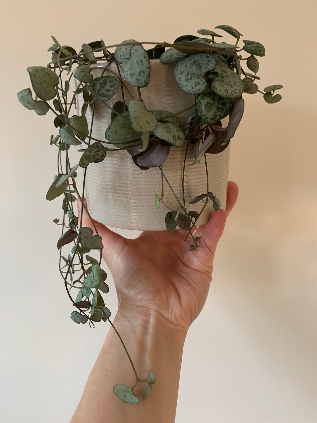 3x String of Hearts Cuttings (ceropegia Woodii) 20cm Each Cutting - Etsy UK