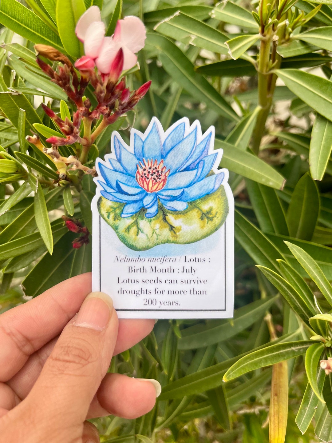 Lotus July Birth Month Flower Waterproof Vinyl Sticker - Etsy