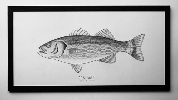Sea Bass Exclusive Original Drawing - Etsy UK