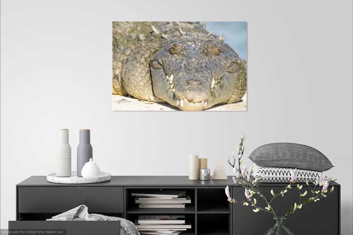 American Crocodile Fine Art Print | Wildlife Photography | Crocodile ...