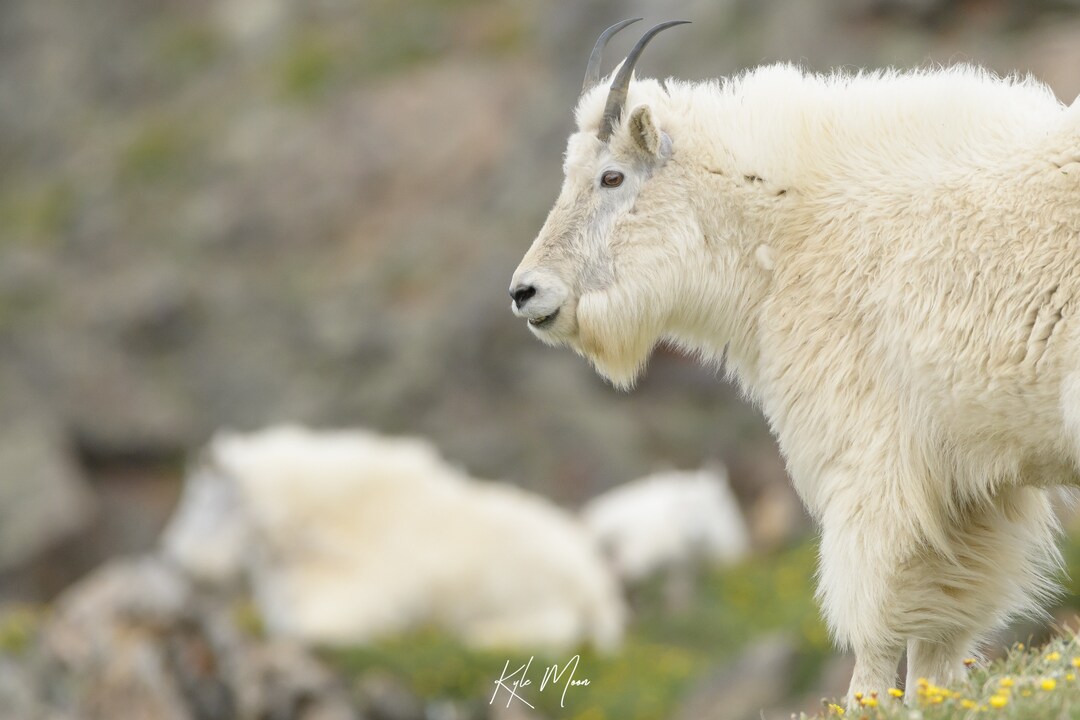 Mountain Goat Fine Art Print | Wildlife Photography | Goat Print ...