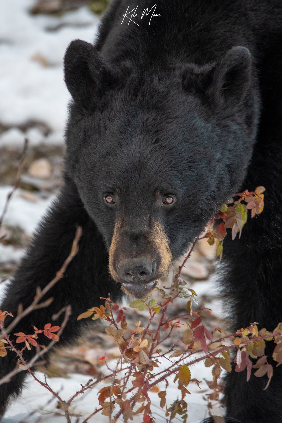 Black Bear Fine Art Print | Banff | Alberta | Bear Print | Large ...