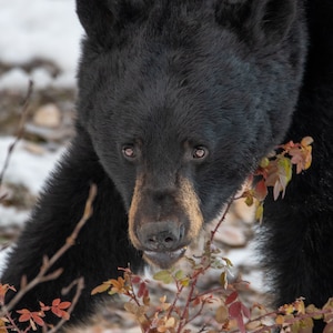 Black Bear Fine Art Print | Banff | Alberta | Bear Print | Large ...