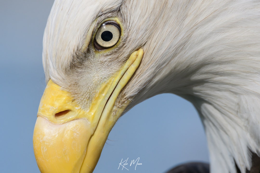 Bald Eagle Fine Art Print | Wildlife Photography | Eagle Print | Bird ...