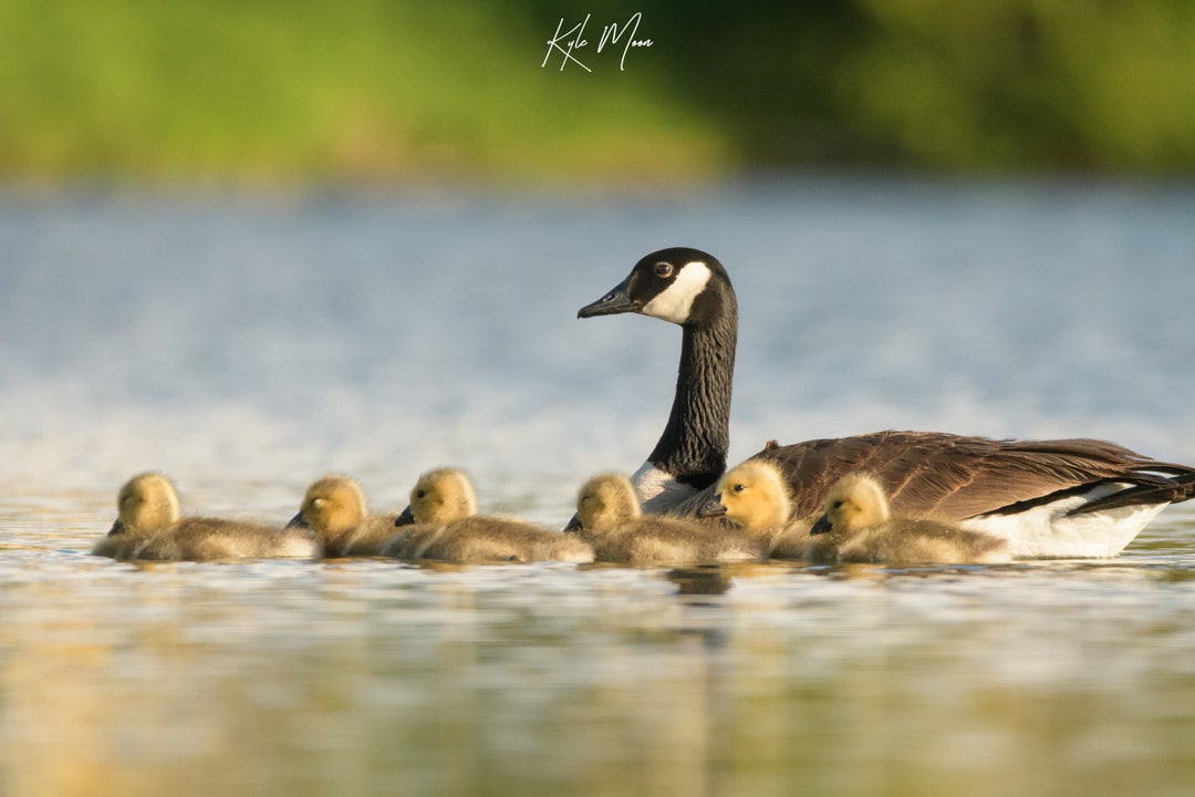 Canada Geese Fine Art Print | Wildlife Photography | Geese Print | Bird ...