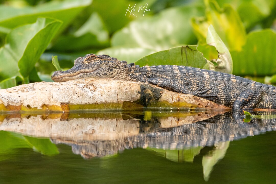 American Alligator Fine Art Print | Wildlife Photography | Gator Print ...