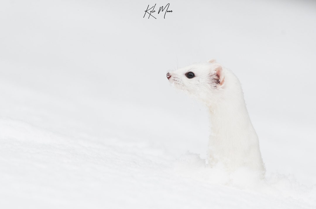 Ermine Fine Art Print | Wildlife Photography | Mammals | Wildlife Art ...