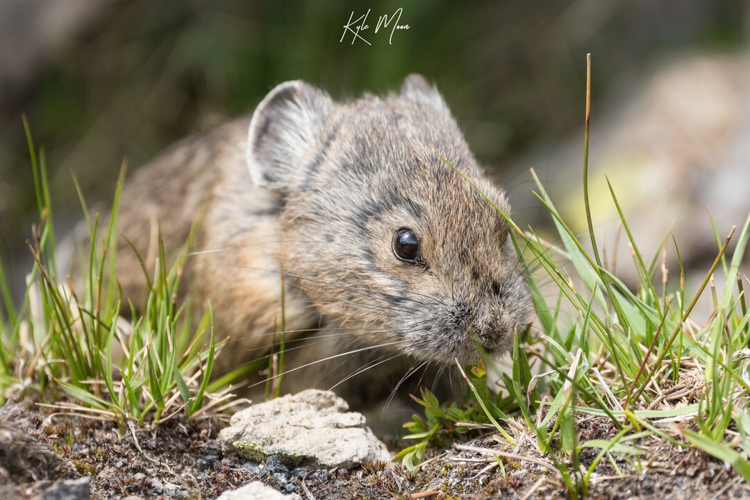 American Pika Fine Art Print | Wildlife Photography | Pika Print ...