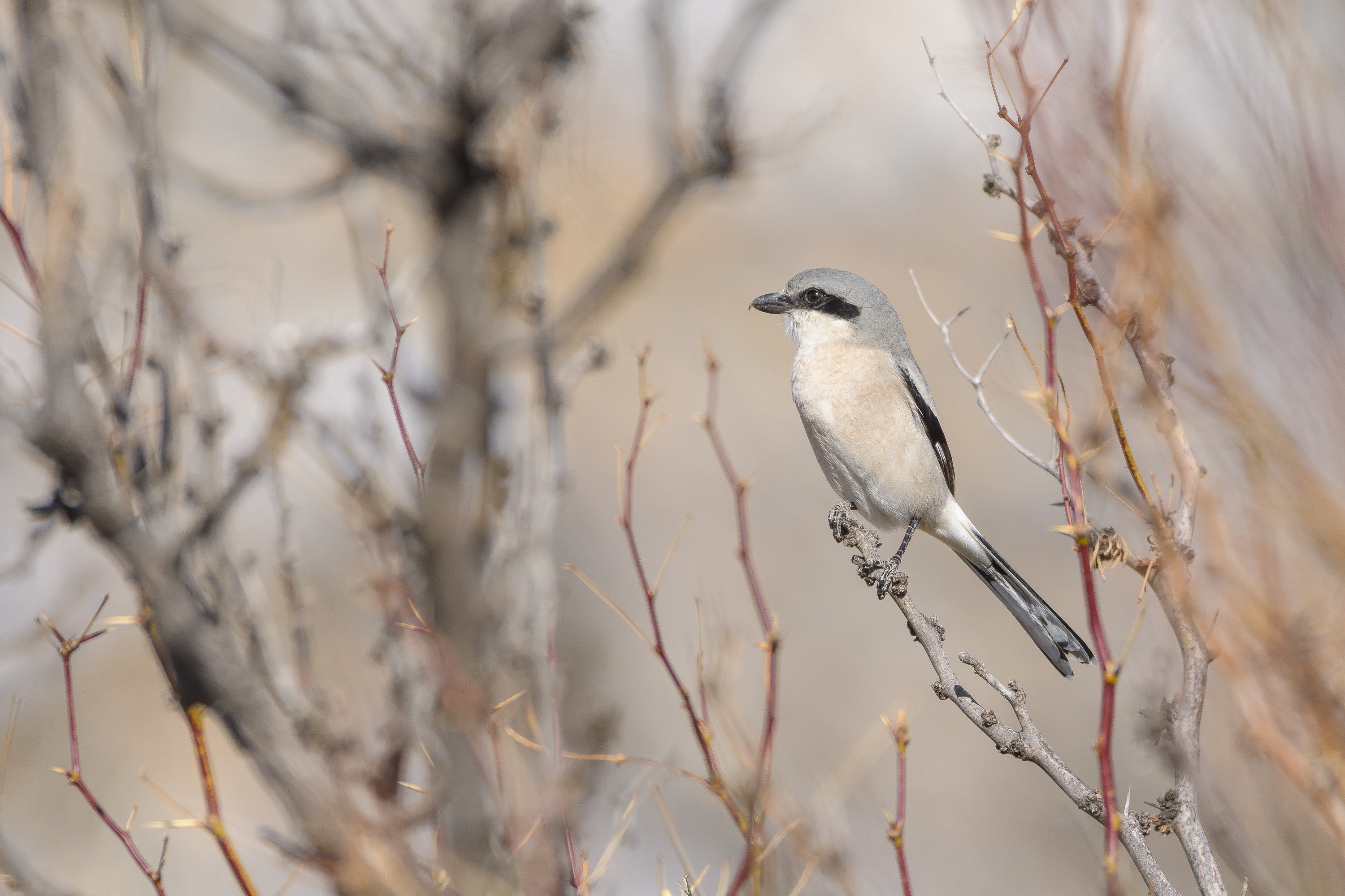 Loggerhead Shrike Fine Art Print Wildlife Photography Shrike Print Bird ...