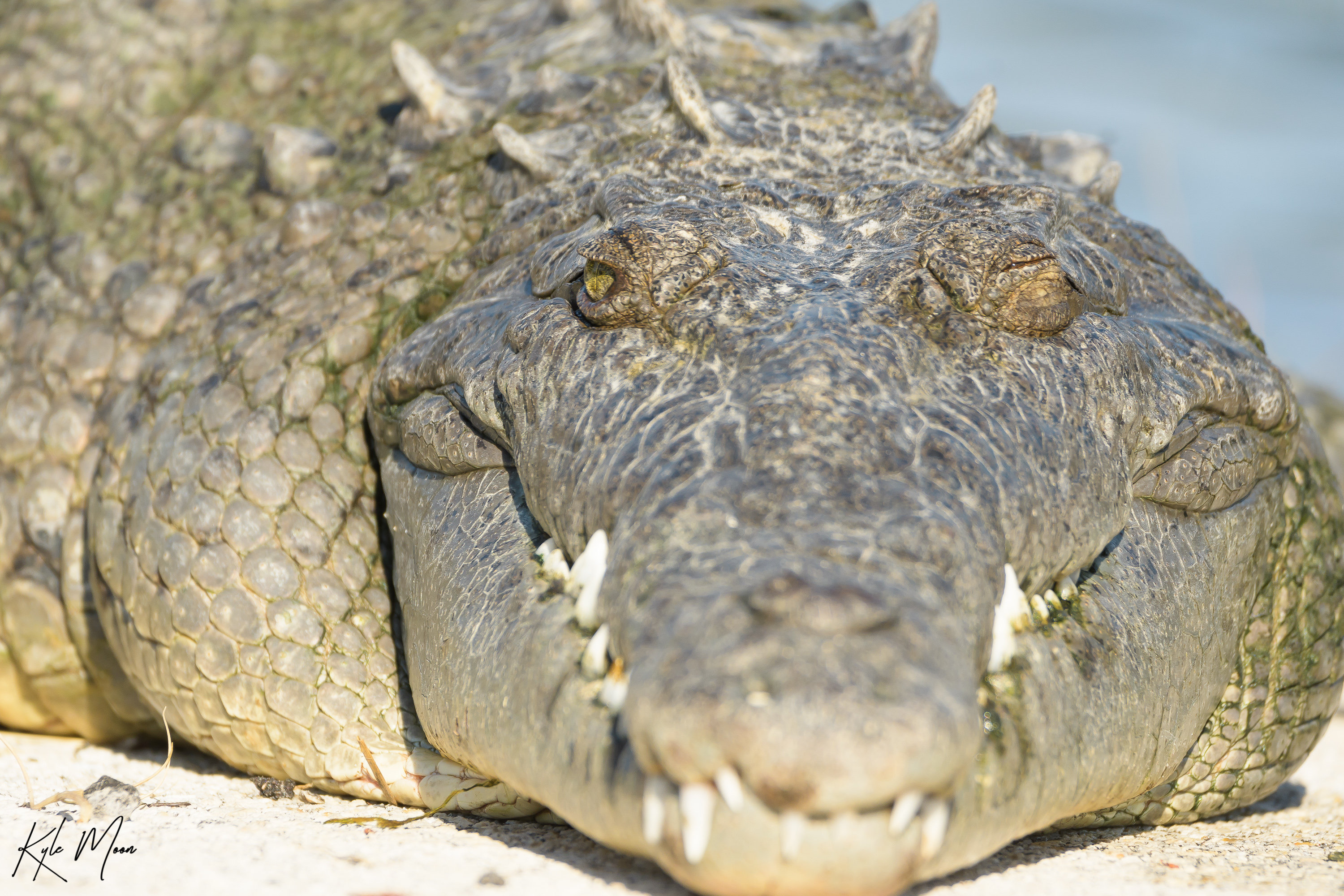 American Crocodile Fine Art Print | Wildlife Photography | Crocodile ...