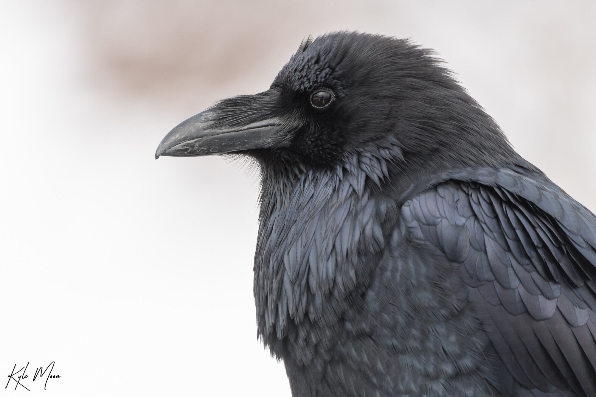 Common Raven Fine Art Print | Wildlife Photography | Raven Print | Bird ...