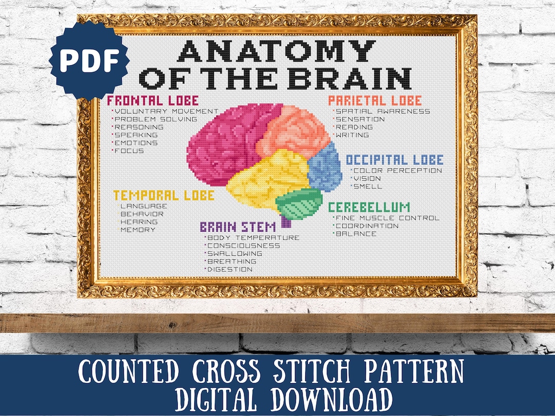 Anatomical Brain Cross Stitch Pattern | Medical Student Psychology Gift ...