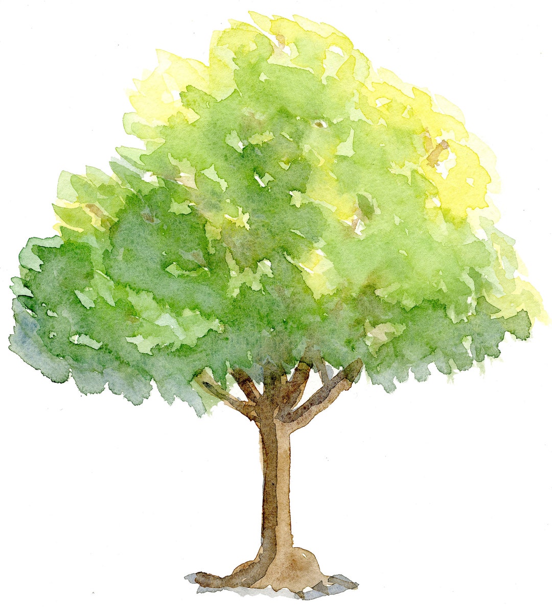 Watercolor Tree - Etsy