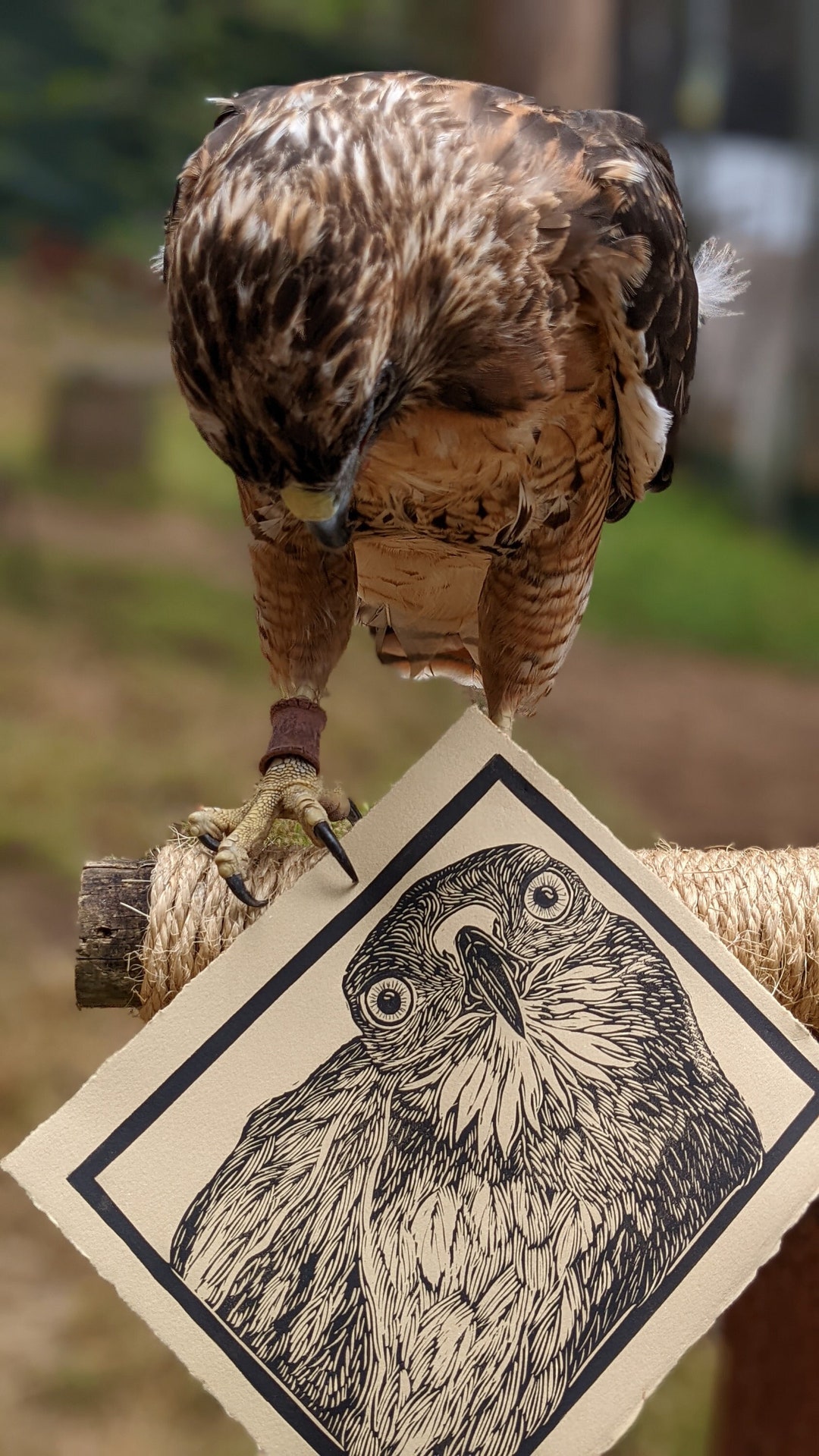 Red-tailed Hawk Print - Etsy
