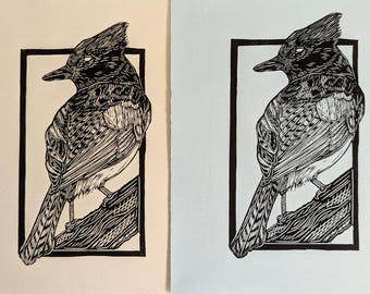 Steller's Jay Print - Etsy
