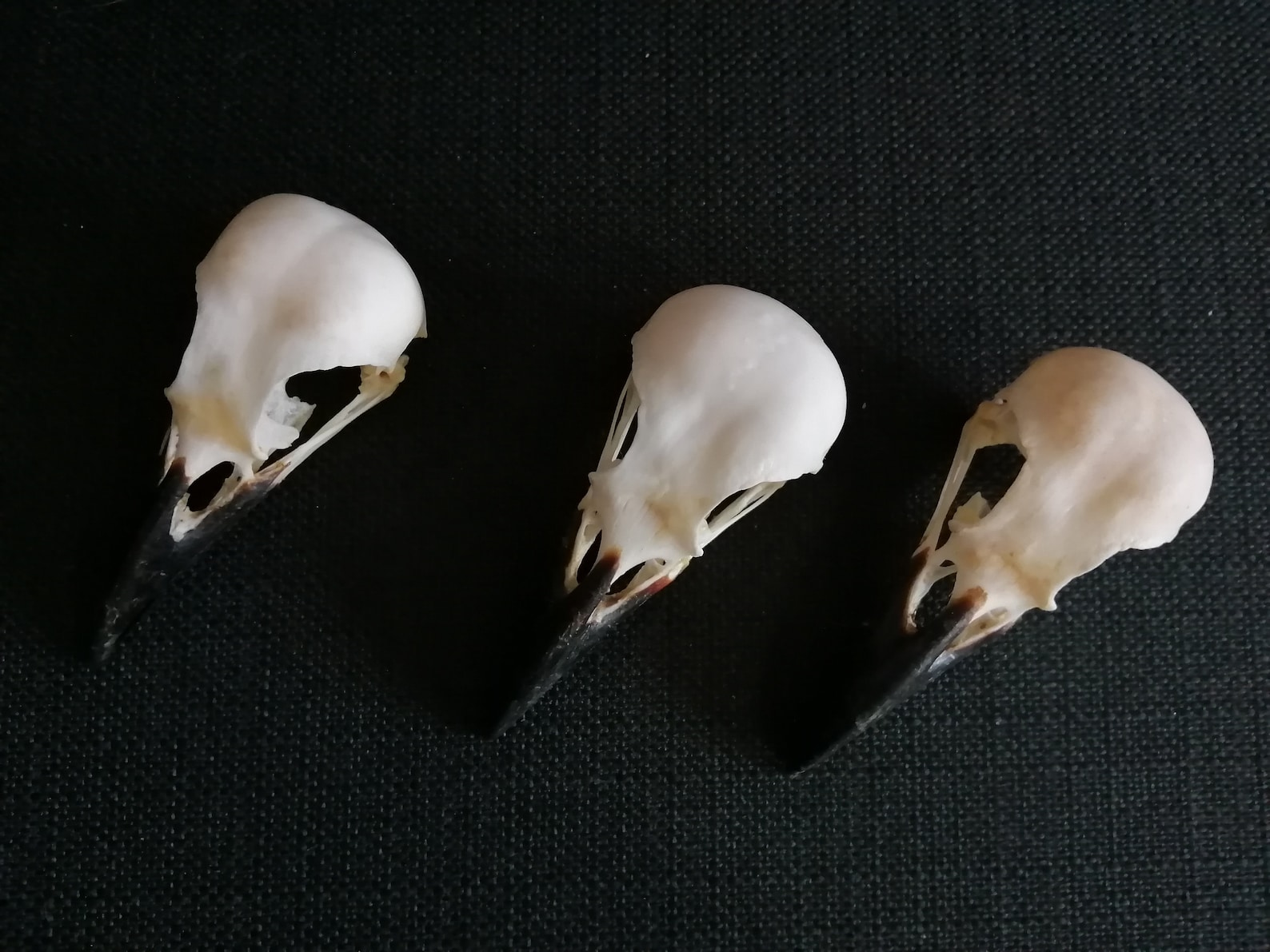 Genuine crow skull | Etsy