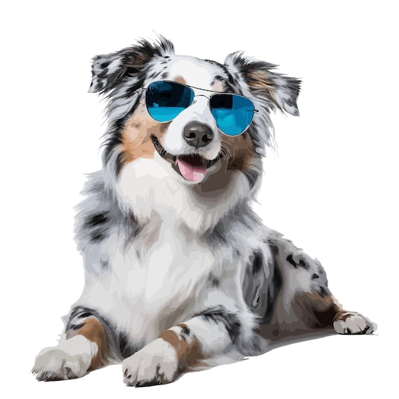 Dark Blue Merle Aussie