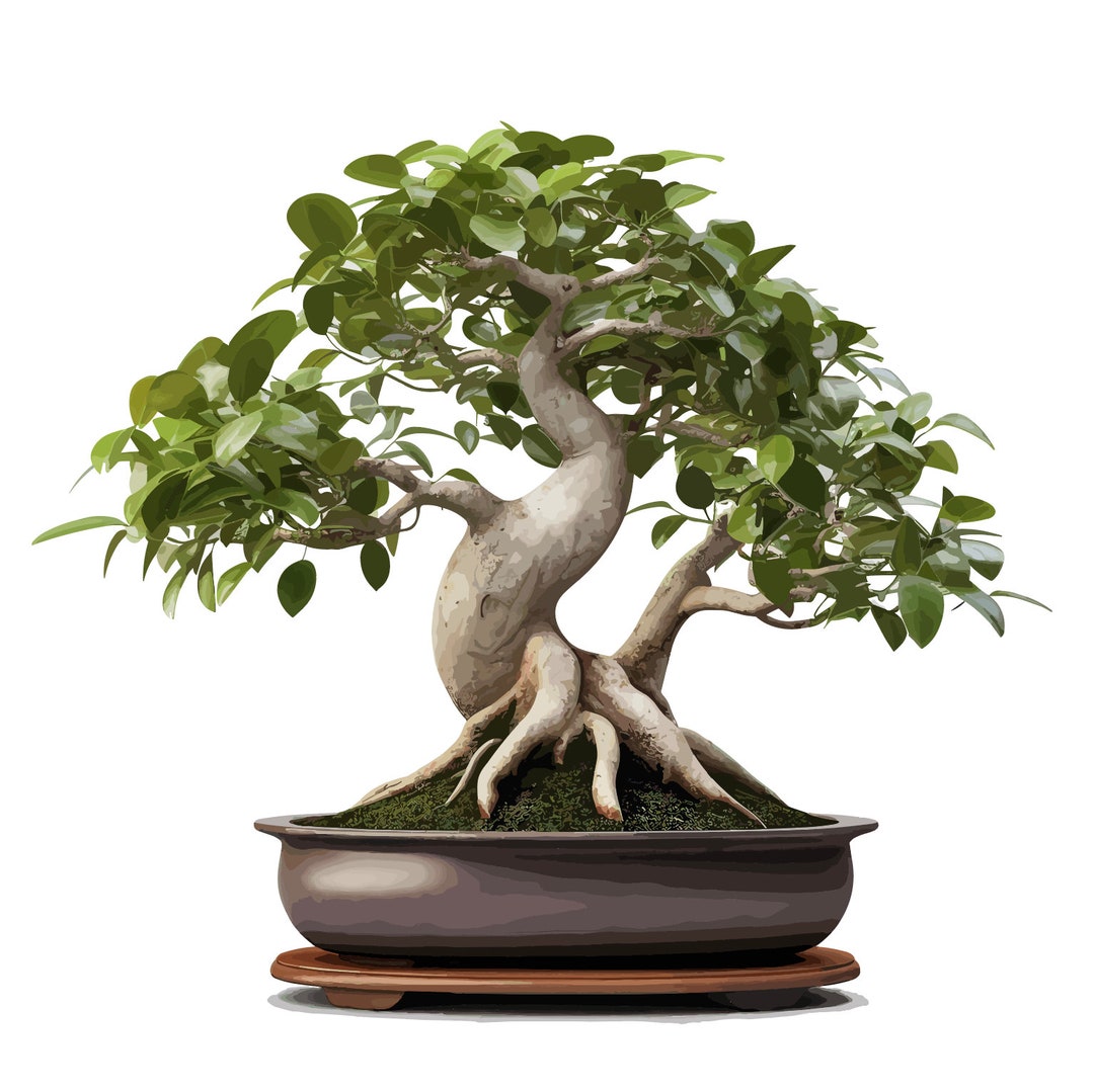 Ficus Bonsai Tree SVG - Elegant Bonsai Art, Instant Download for DIY ...