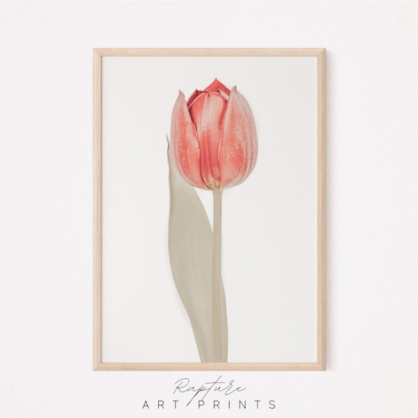 Tulip Print - Etsy