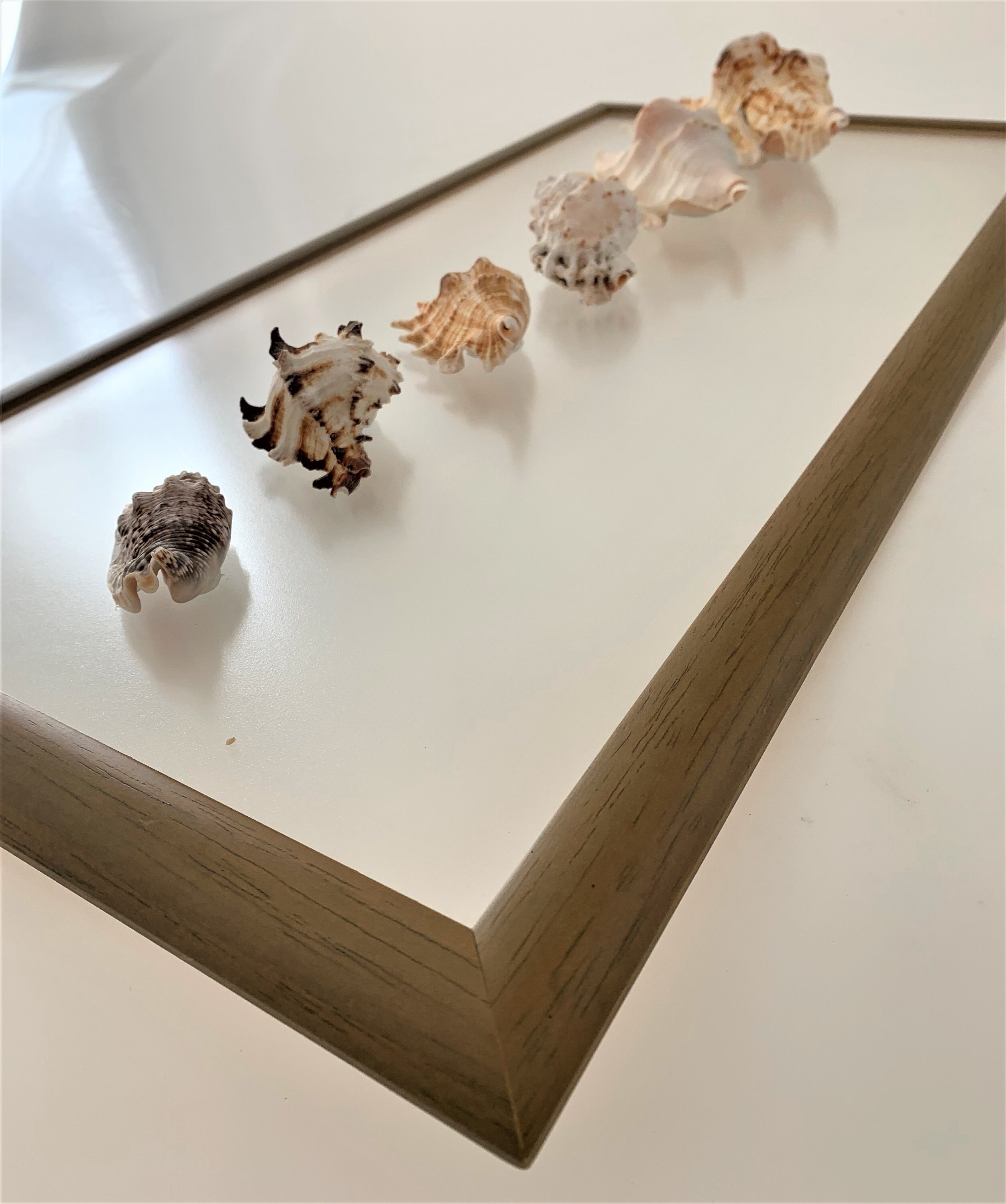 Sea Shell Wall Art Framed Seashells Sea Shell Wall Frame Sea Shell Wall ...