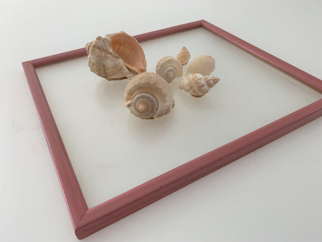 Sea Shell Wall Art Framed Seashells Sea Shell Wall Frame Sea Shell Wall ...