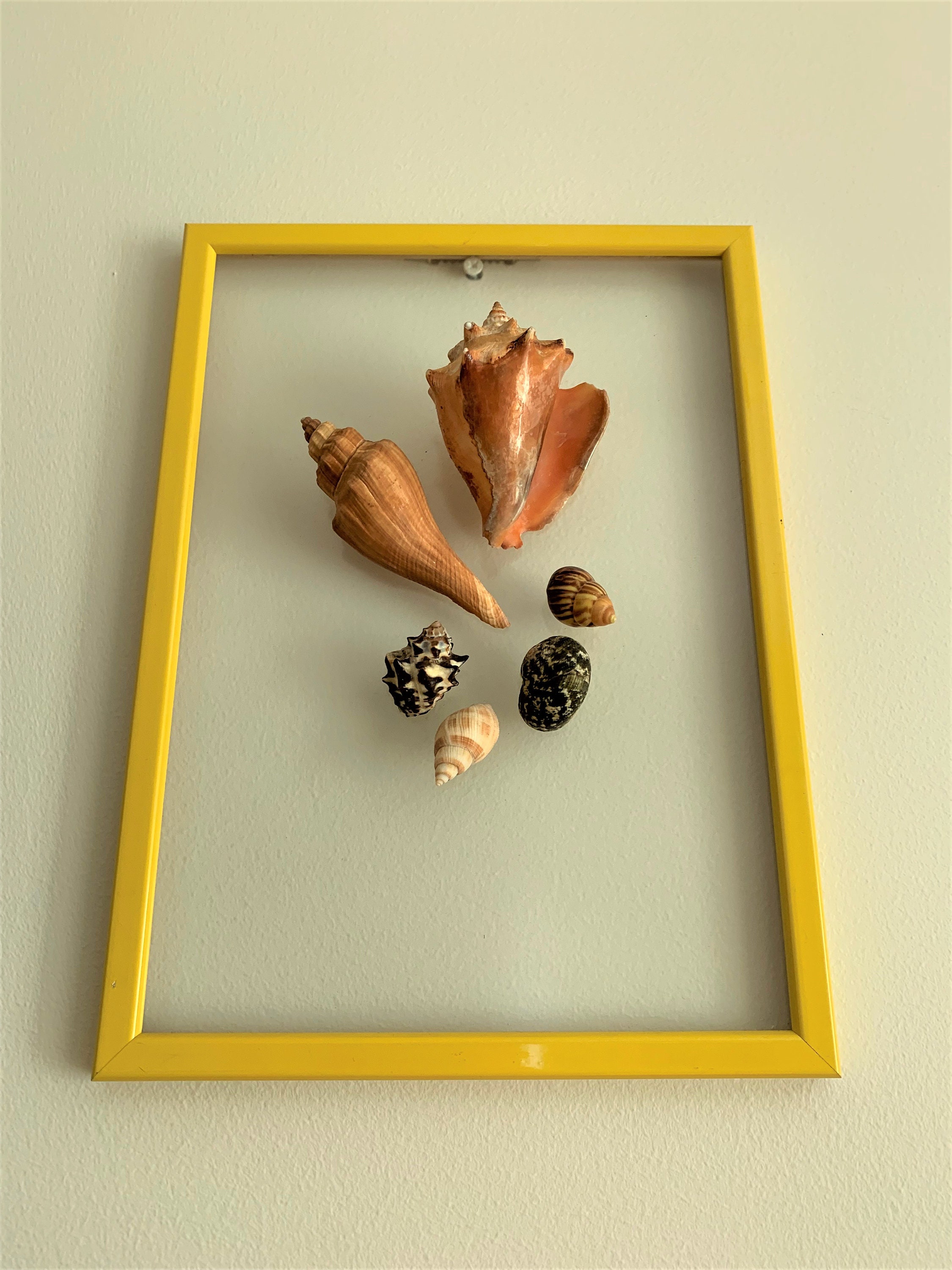 Sea Shell Wall Art Framed Seashells Sea Shell Wall Frame Sea Shell Wall ...